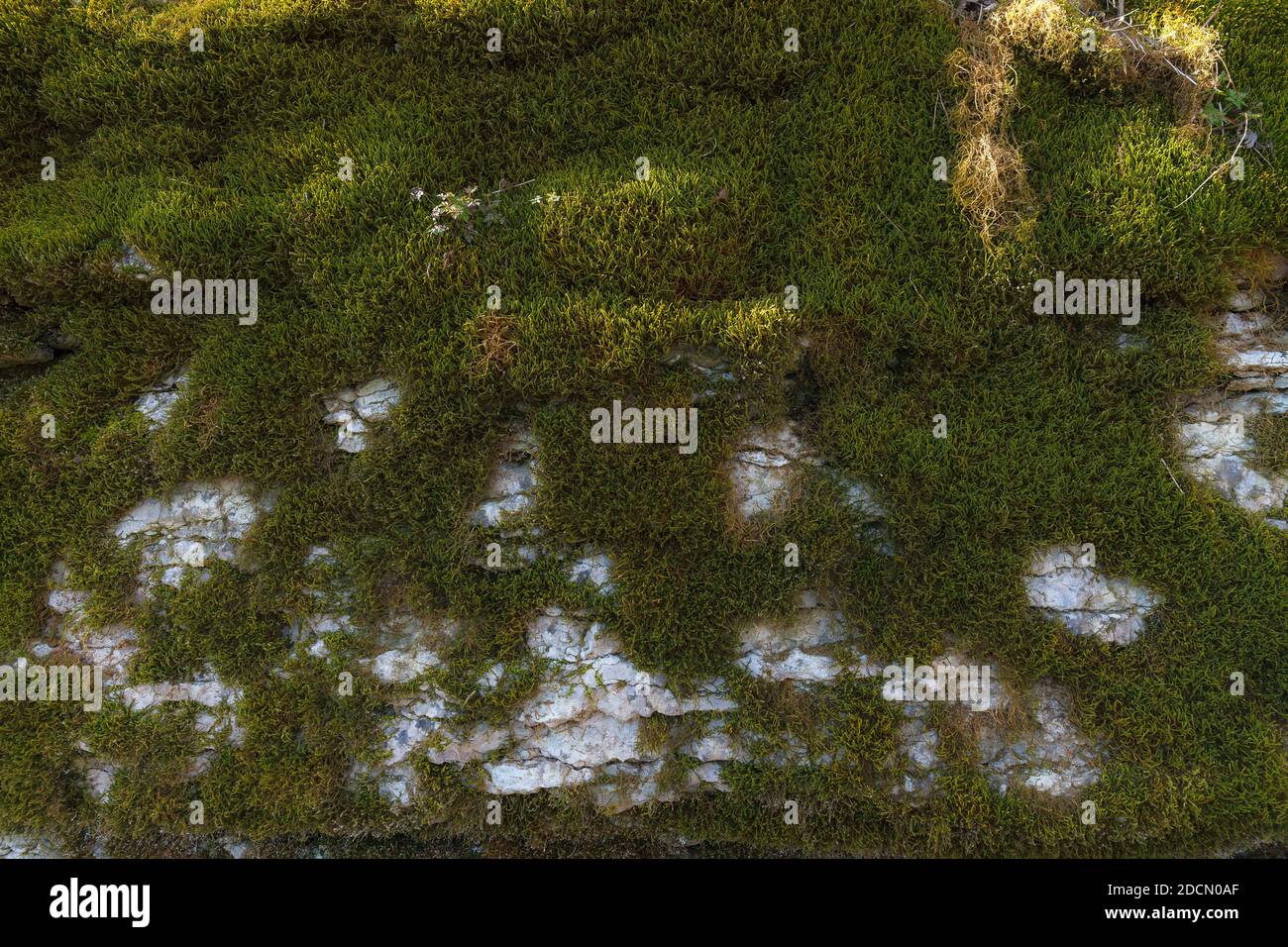 Green moss on limestone. Close up view Stock Photo - Alamy
