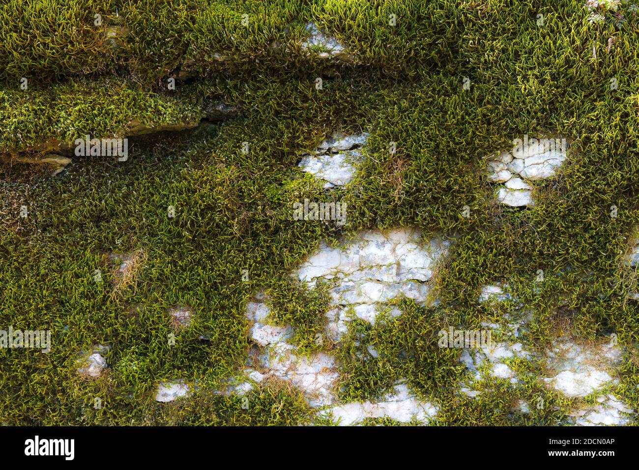 Green moss on limestone. Close up view Stock Photo - Alamy