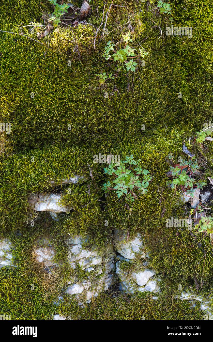Green moss on limestone. Close up view Stock Photo - Alamy