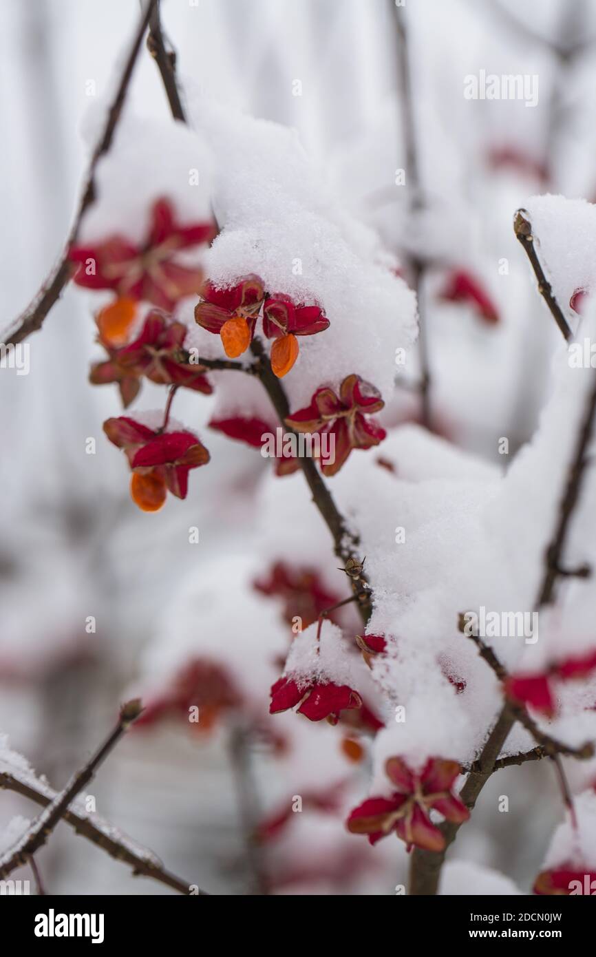 Orange fruit tree snow hi-res stock photography and images - Alamy