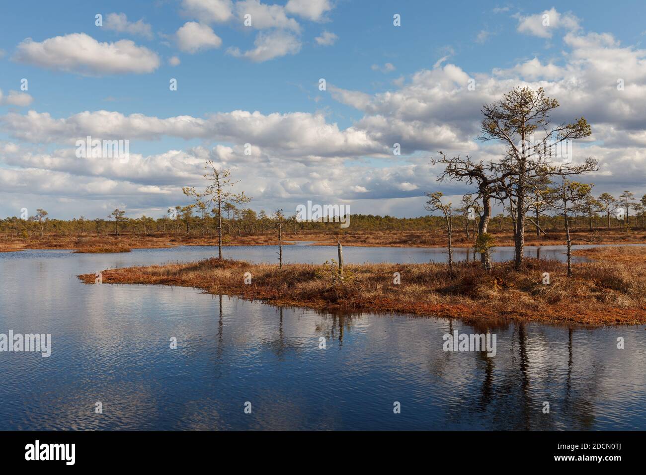 Swamp Bog Wetland Boardwalk High Resolution Stock Photography and ...