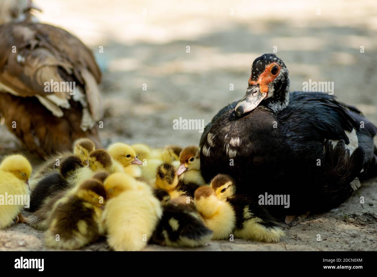 Mother duck with her ducklings. There are many ducklings following the ...