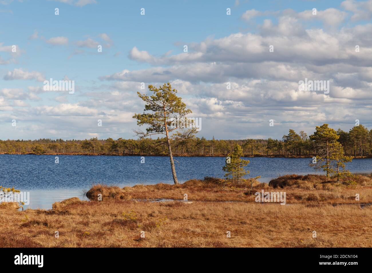 Swamp Bog Wetland Boardwalk High Resolution Stock Photography and ...