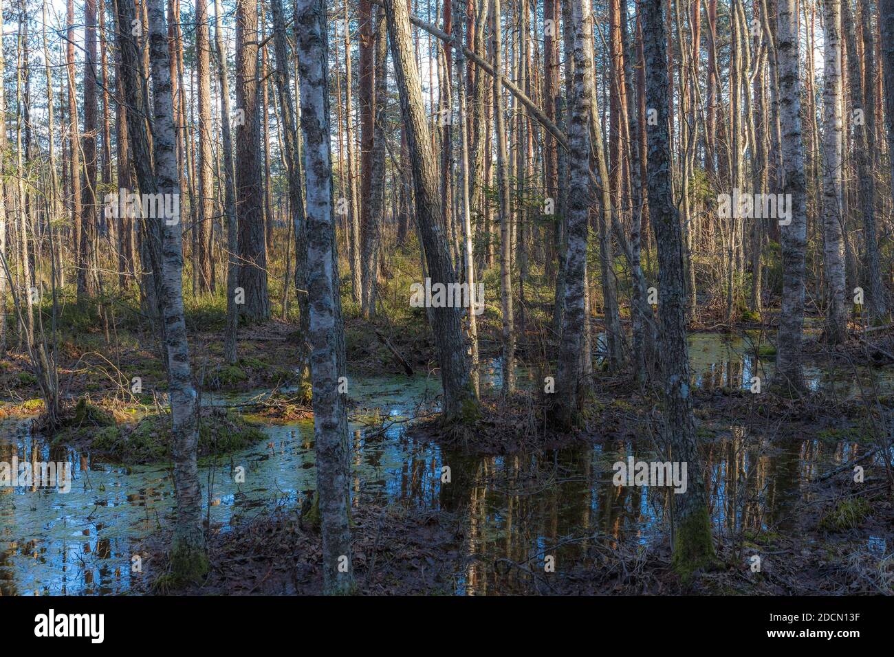 Birch trees in the forest swampland Stock Photo - Alamy