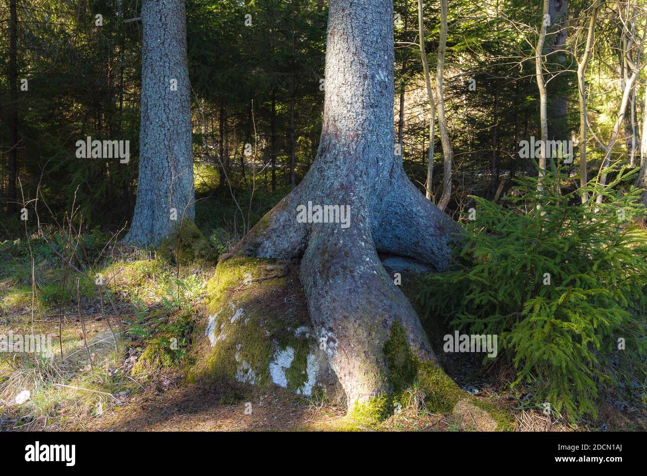 Roots over stone hi-res stock photography and images - Alamy
