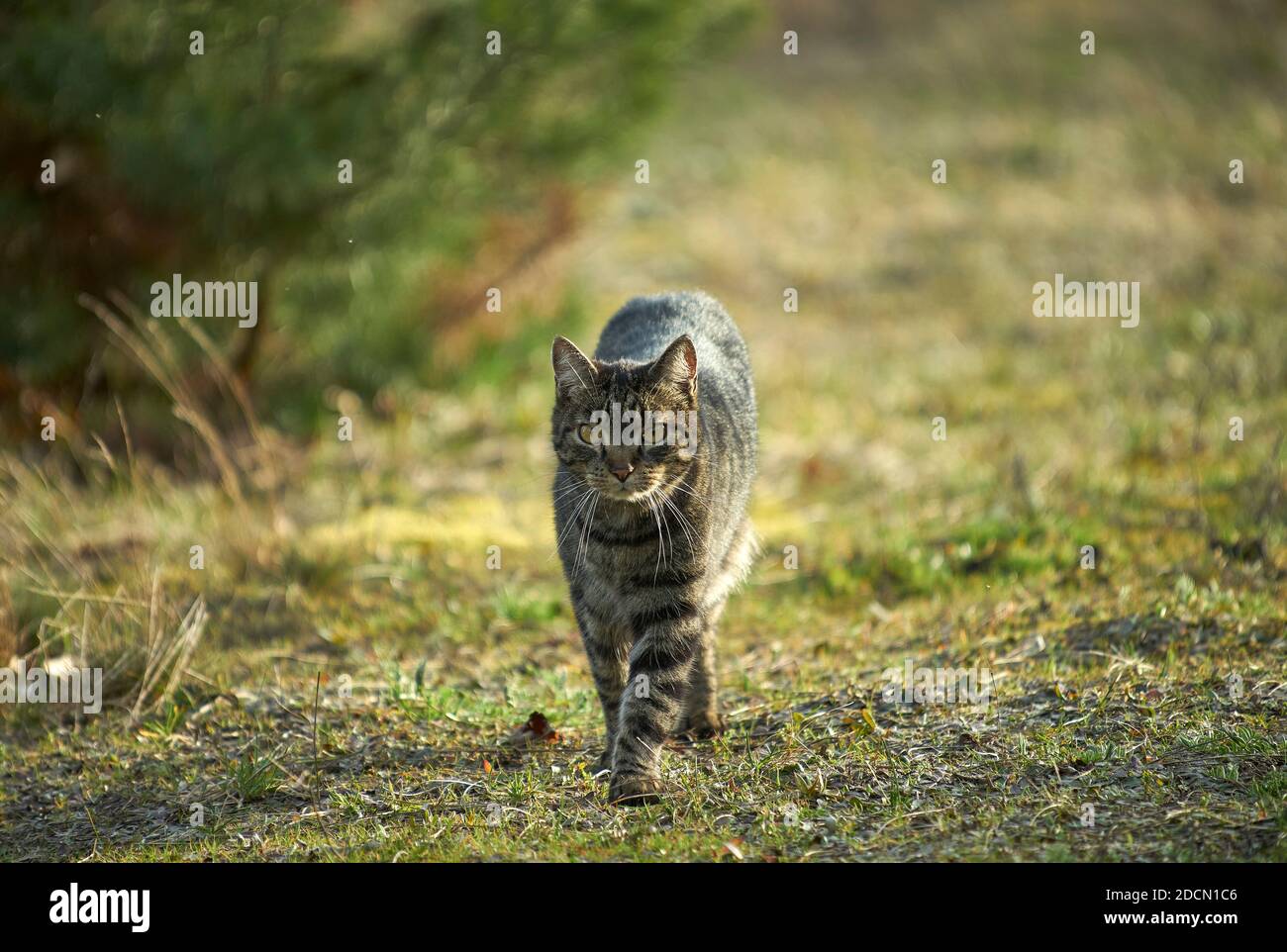 Domestic house cat walking hi-res stock photography and images - Alamy