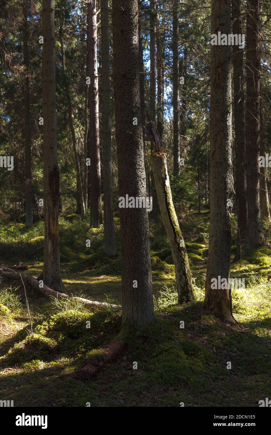 Pine forest environment lit by sun rays. Play of light, shadows and ...