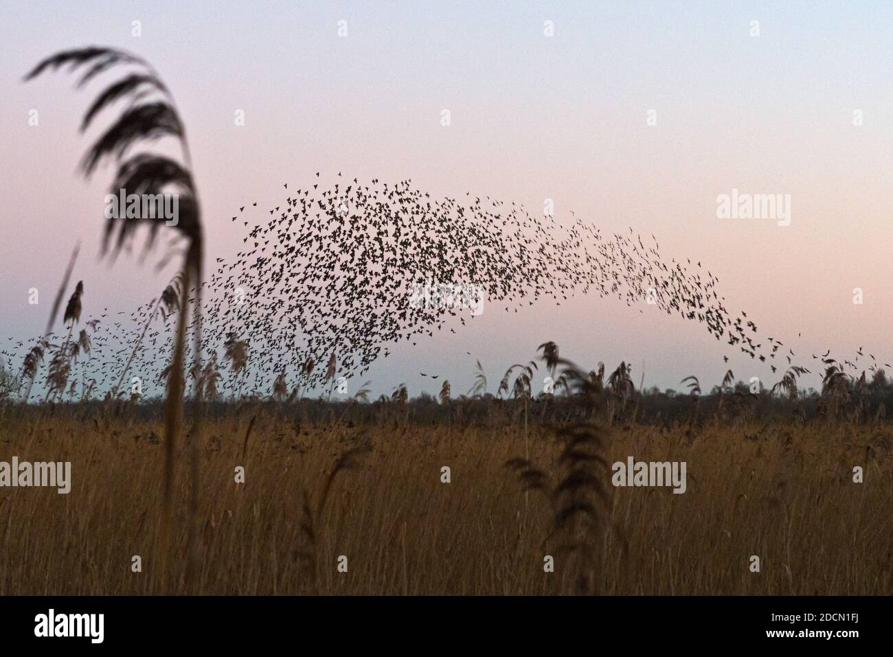 The spectacle of the starling murmuration over Natural England's ...