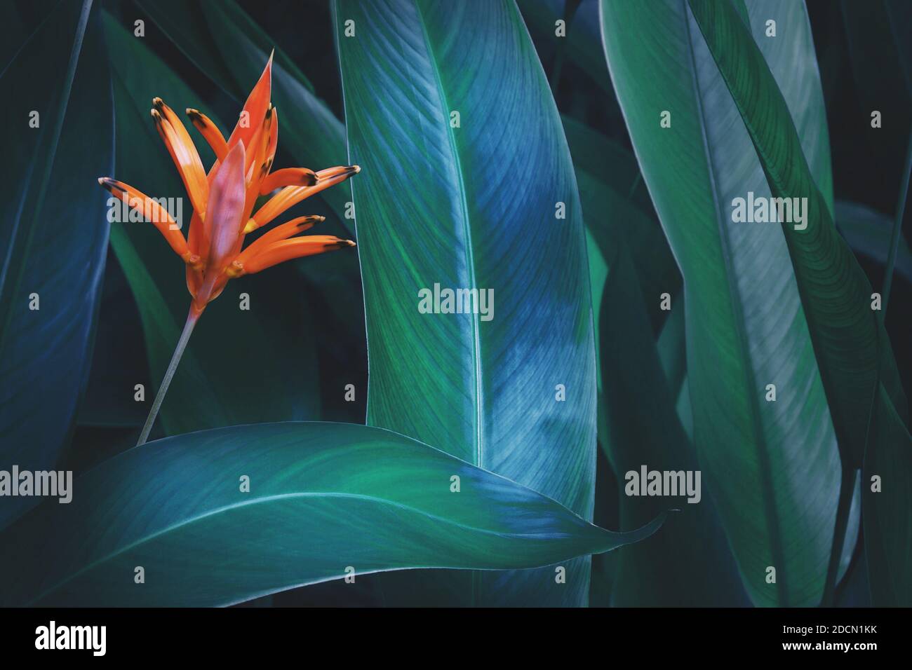 Blooming Orange Heliconia Flower with Lush Green Leaves in Dark Tone ...