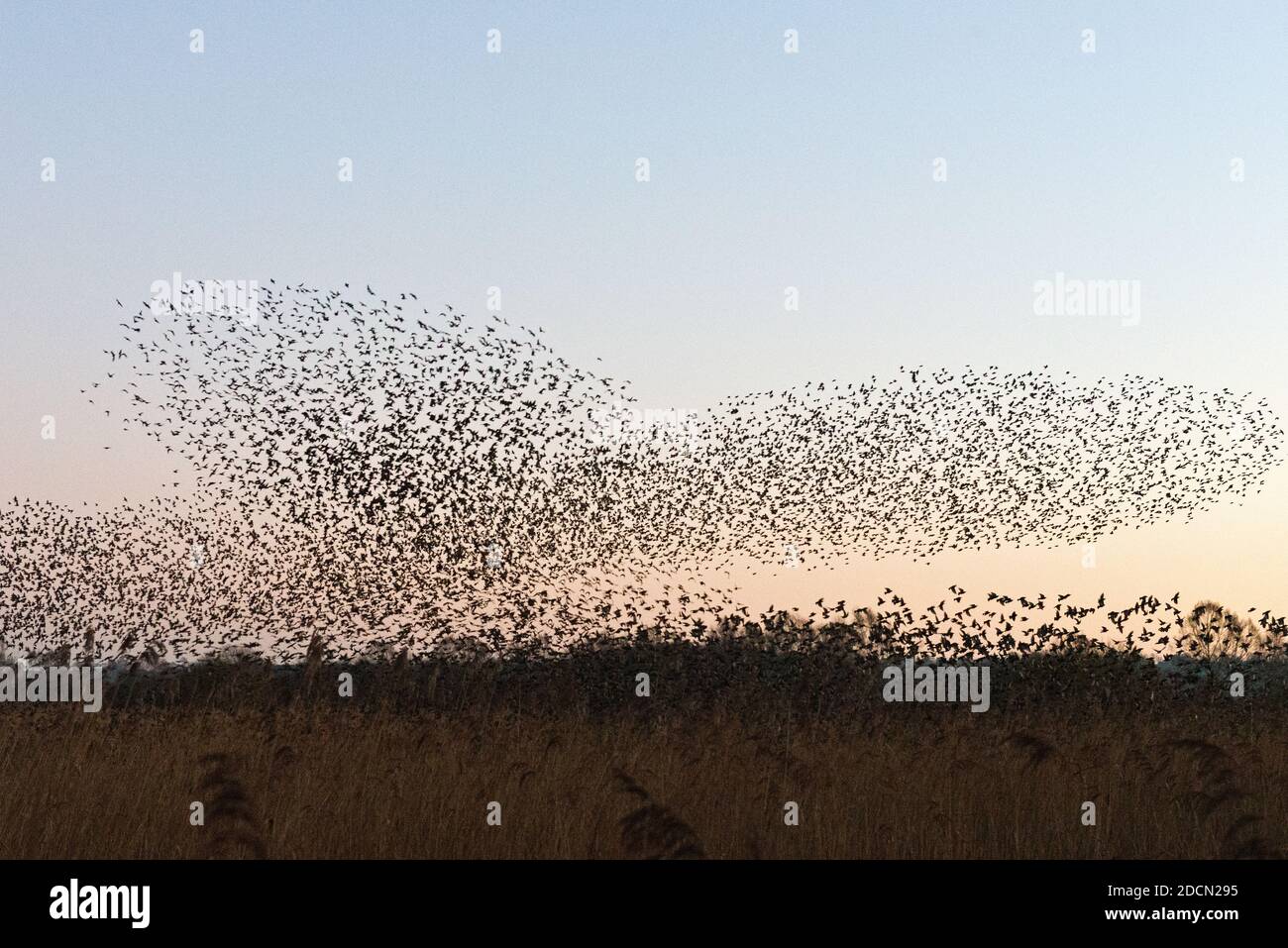 Flocks Of Starlings High Resolution Stock Photography and Images - Alamy