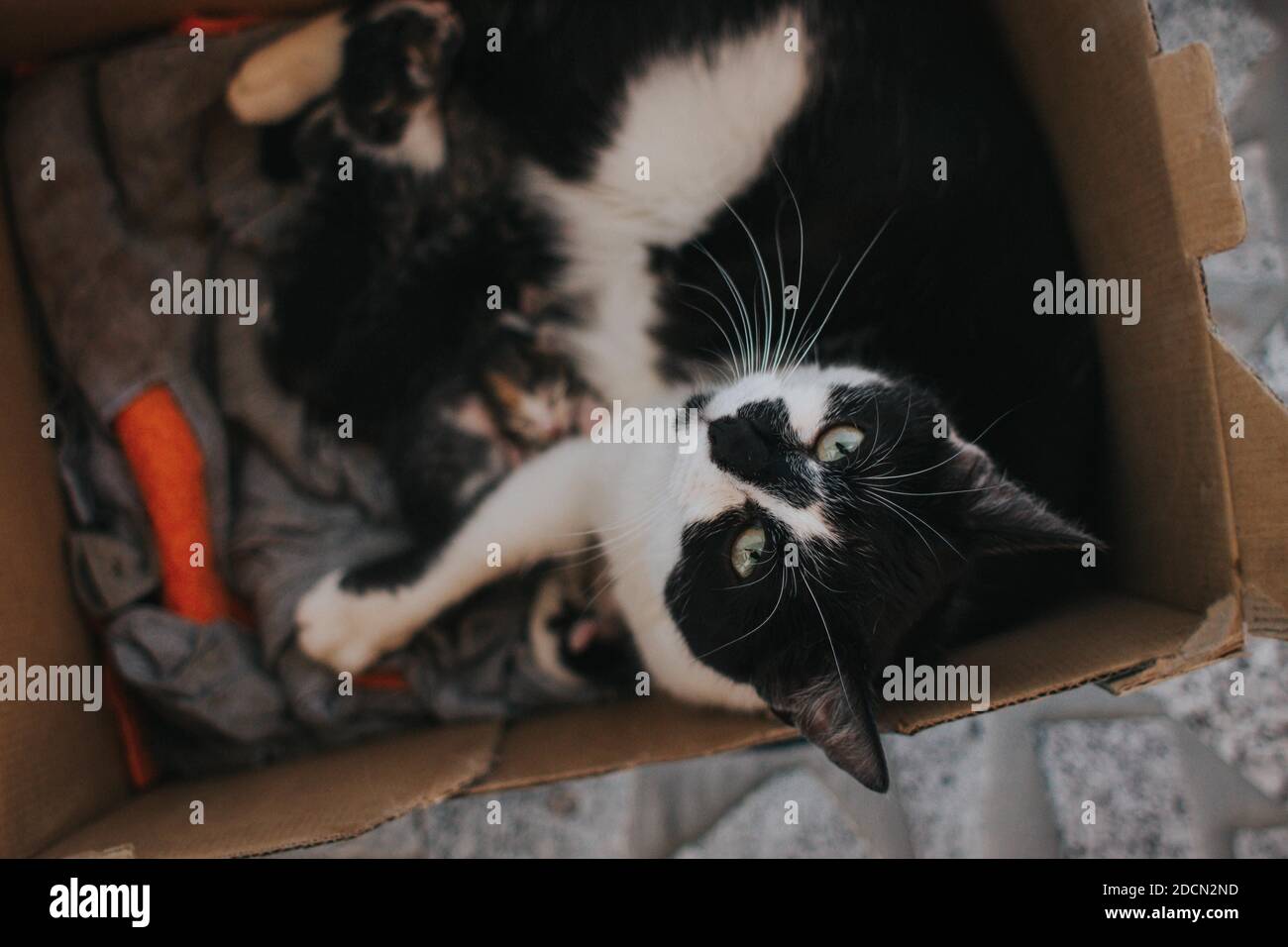Top view closeup of a cute white and black cat looking at the camera ...
