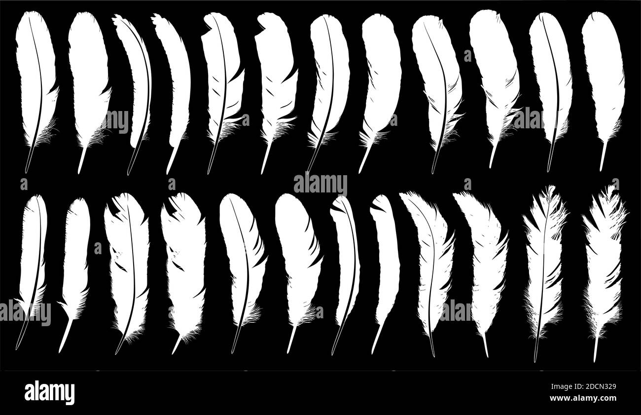 Collection of different feathers with black in background Stock Vector ...