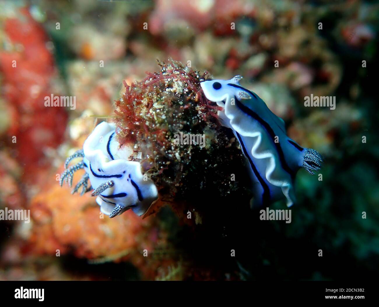 Nudibranch crawling over reef, Raja Ampat, Indonesia Stock Photo - Alamy
