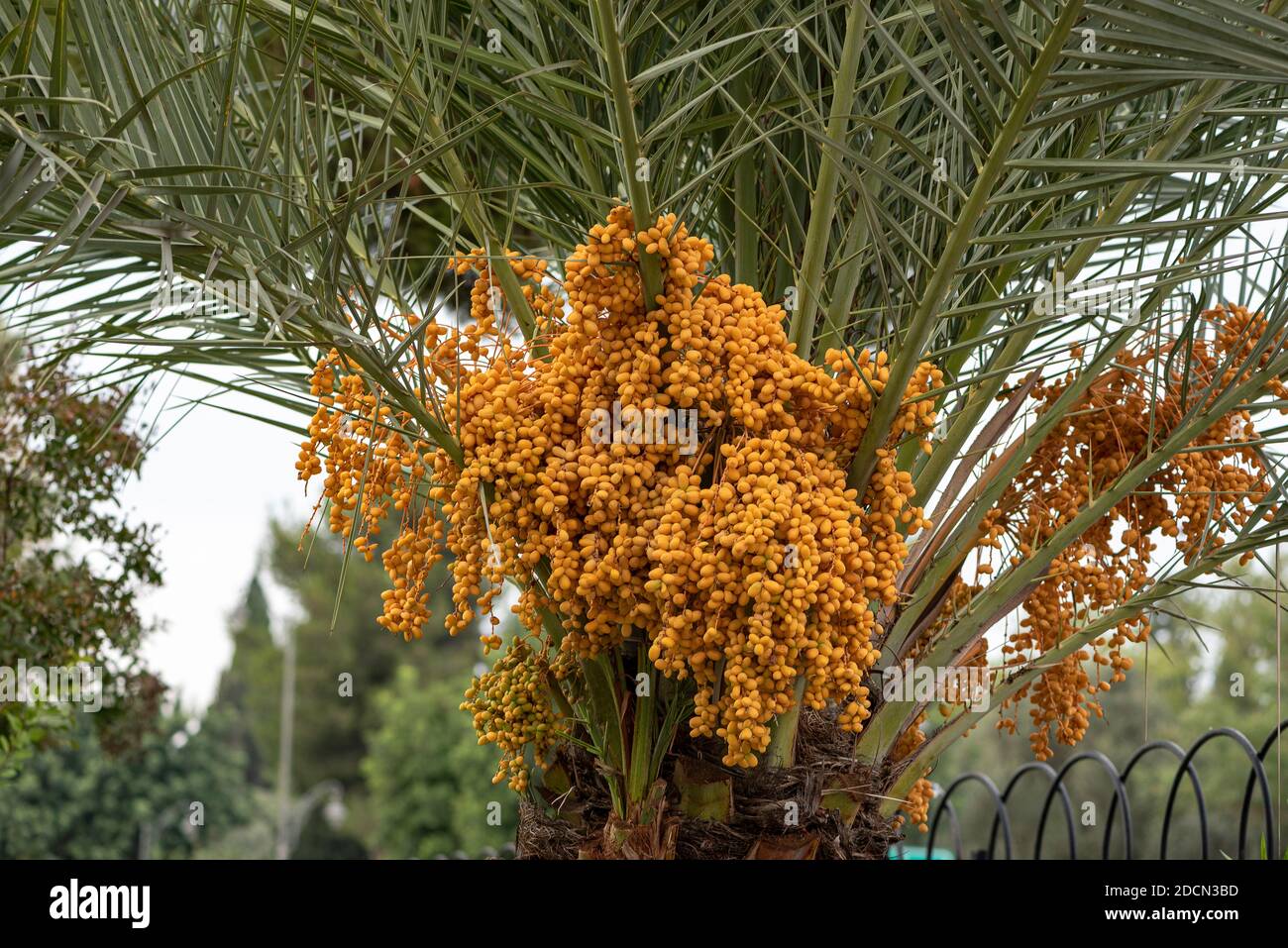 ripen Yellow and brown rutab dates, Yellow dates on the Palm Stock ...