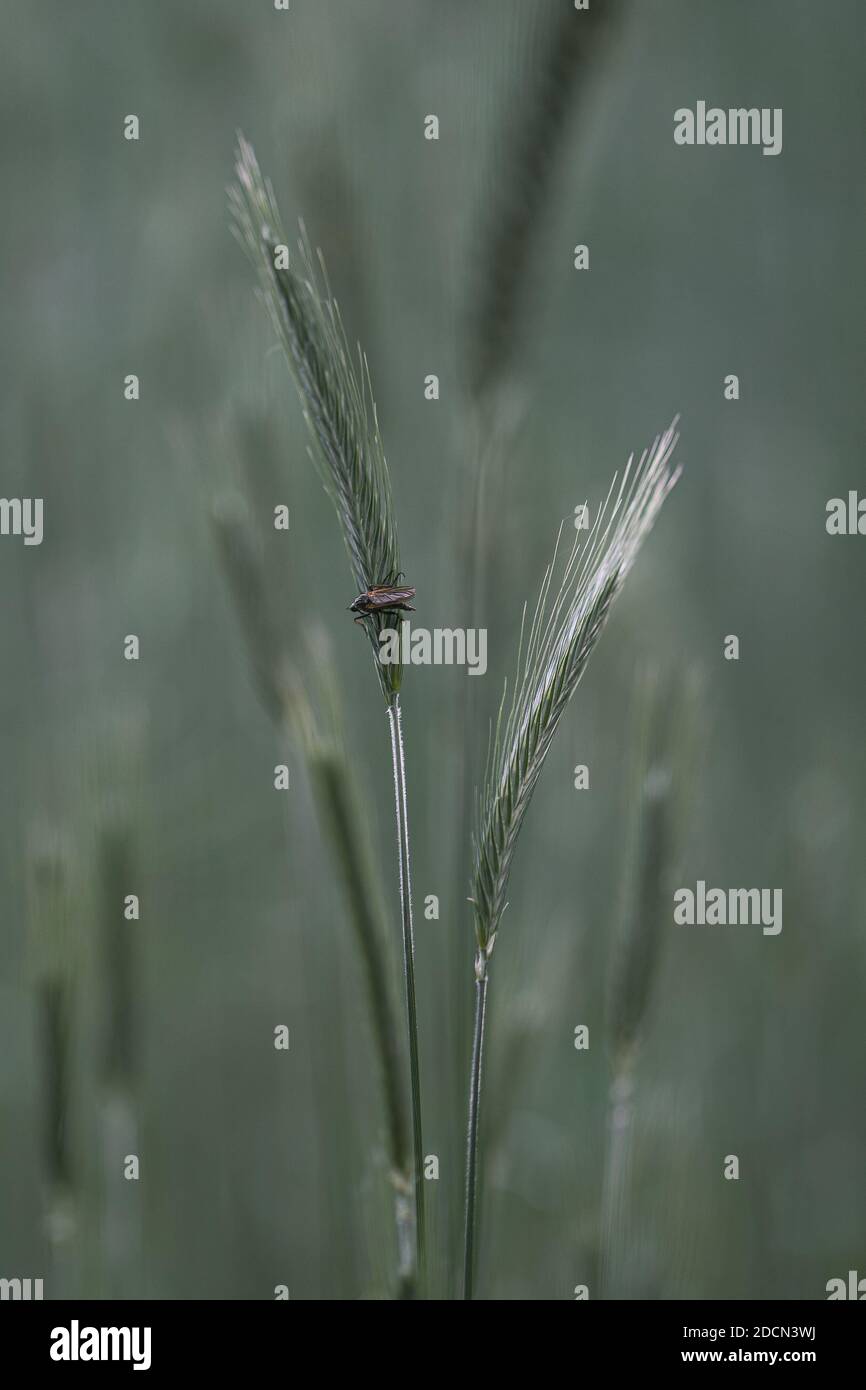 tall grass insect Stock Photo - Alamy