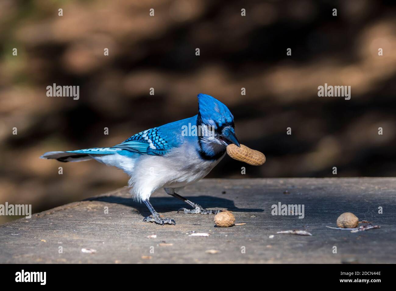 A bluejay with a peanut. He is standing on top of a wooden bin, only ...