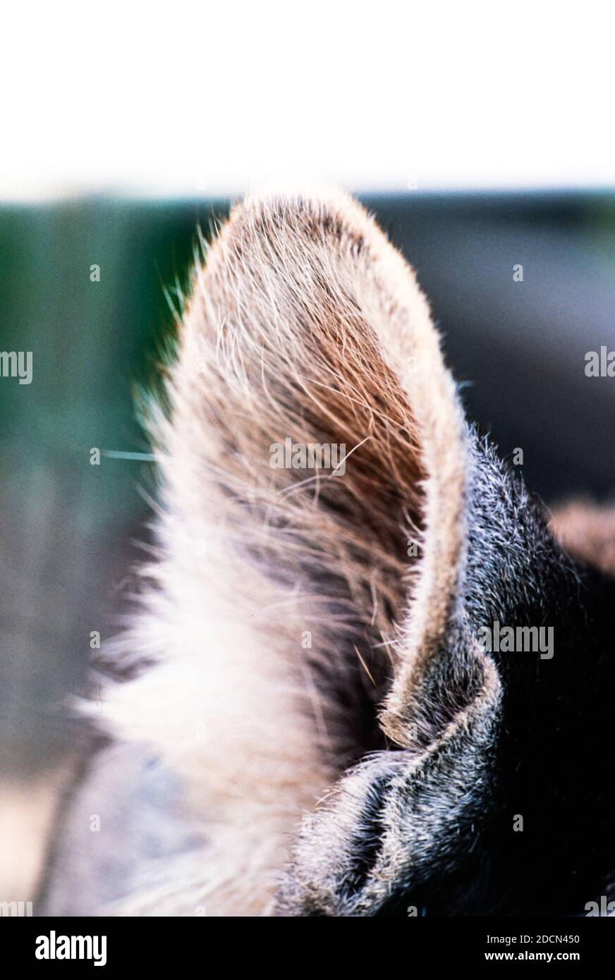 Close-up of the ear of a Cougar / Puma (Puma concolor Stock Photo - Alamy