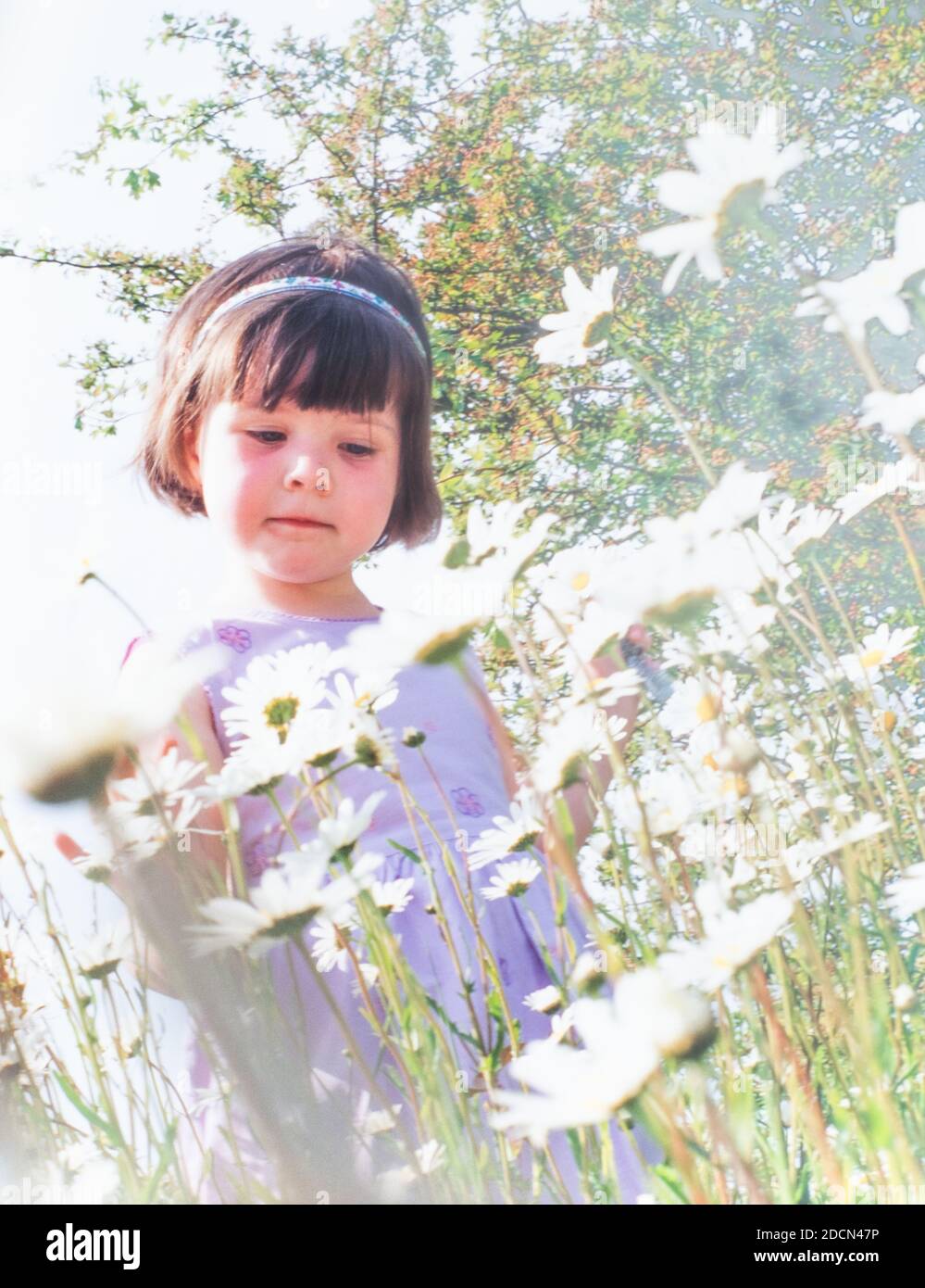 Daisey flower hi-res stock photography and images - Alamy