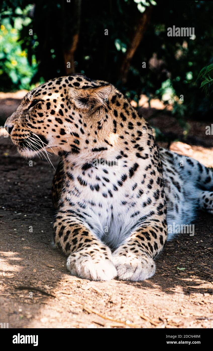 Leopard (Panthera pardus) in captivity in a zoo Stock Photo - Alamy