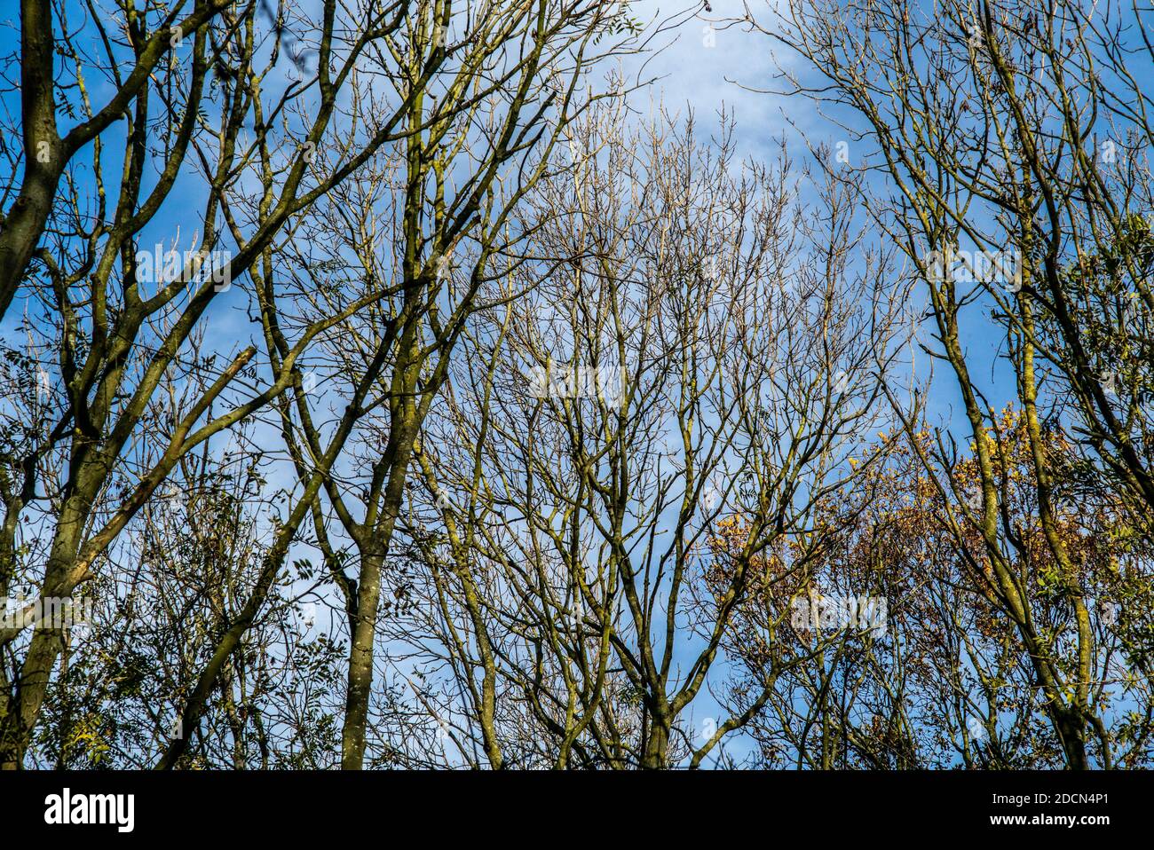 Autumnal trees losing their leaves before winter Stock Photo - Alamy