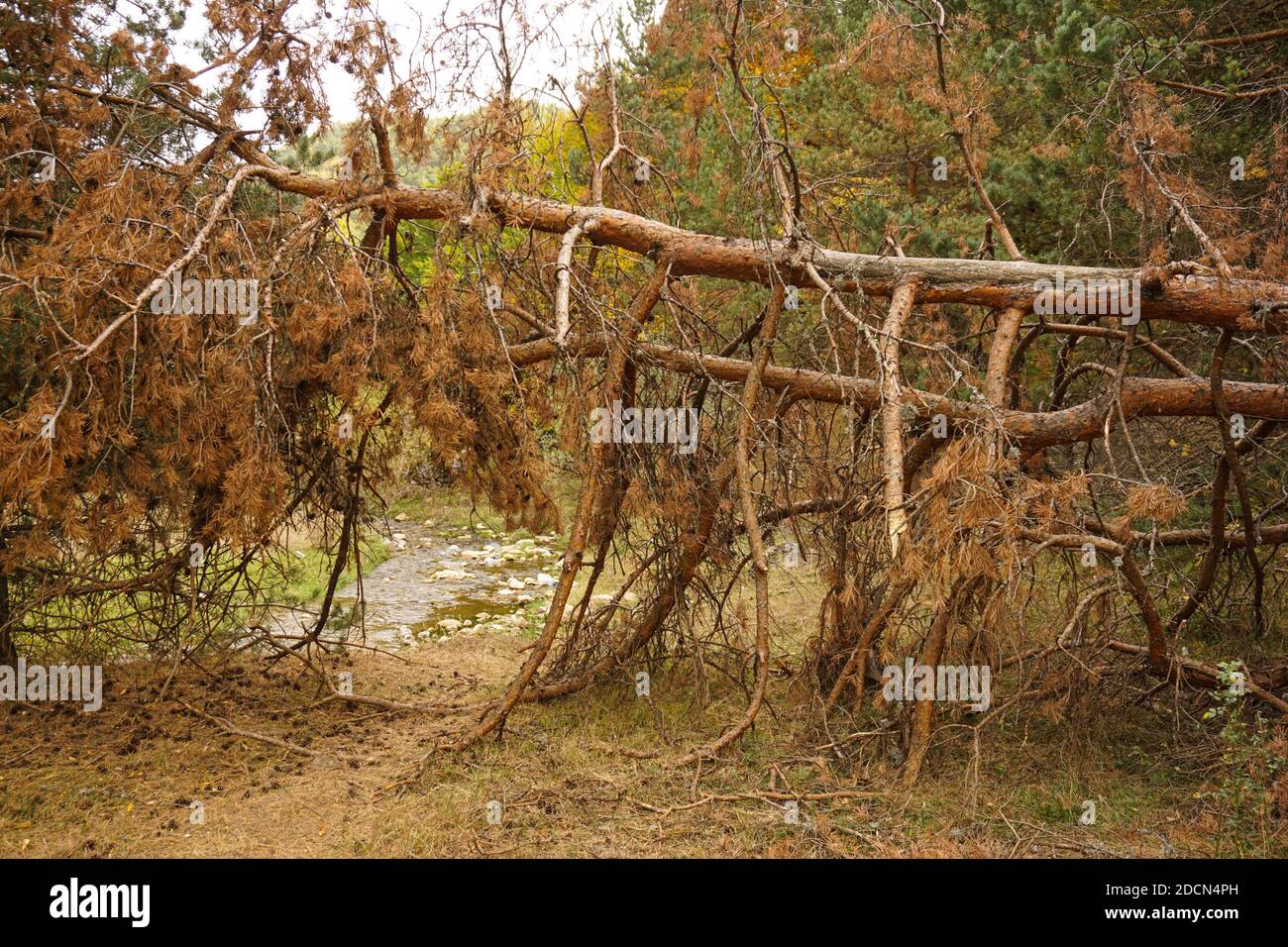 dried pine trees Stock Photo - Alamy
