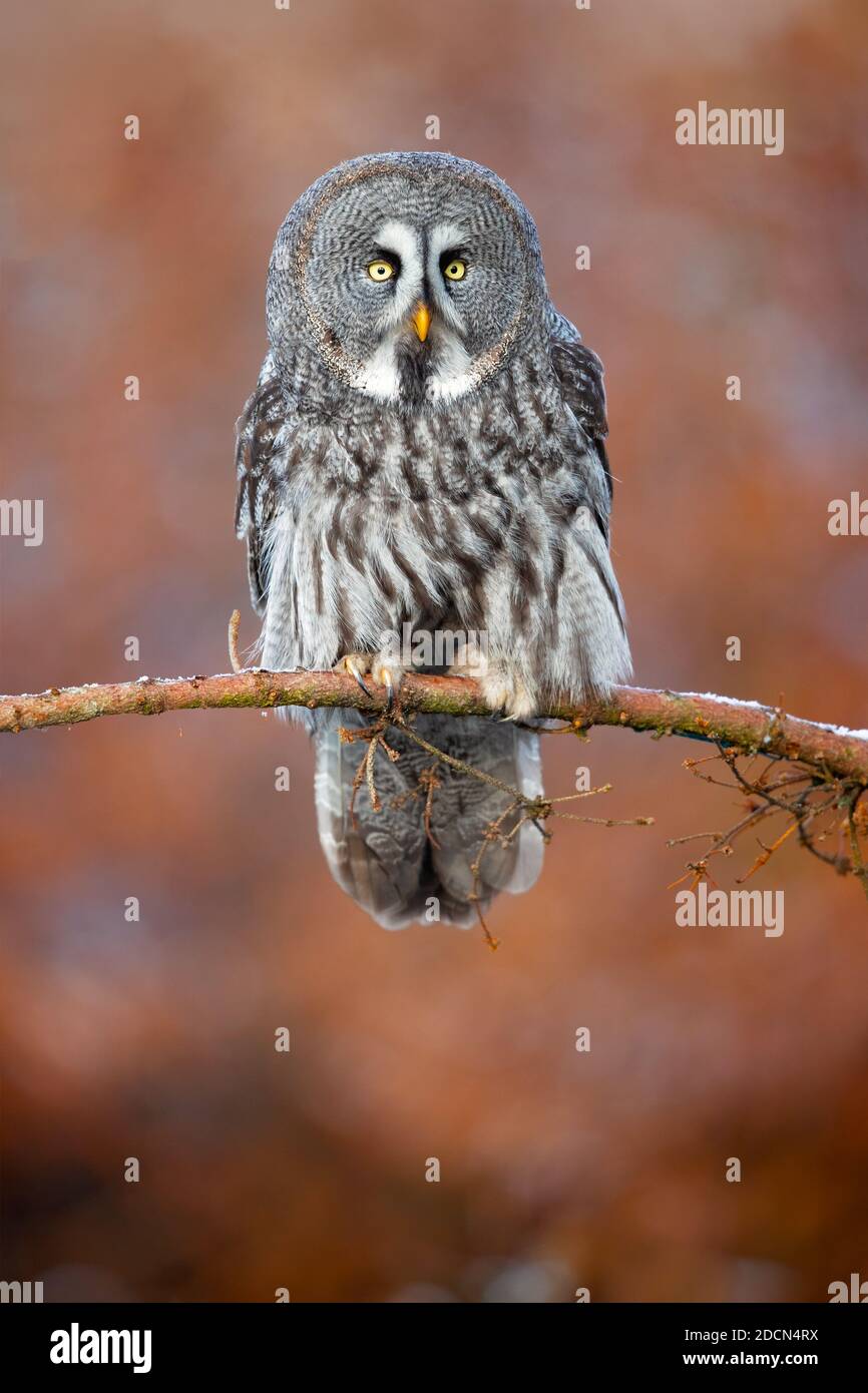 Largest species of owl hi-res stock photography and images - Alamy