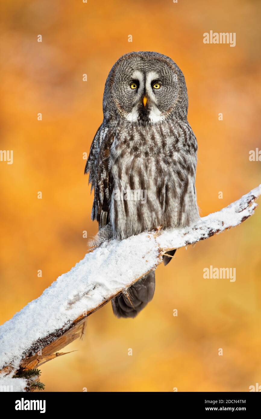 Largest species of owl hi-res stock photography and images - Alamy
