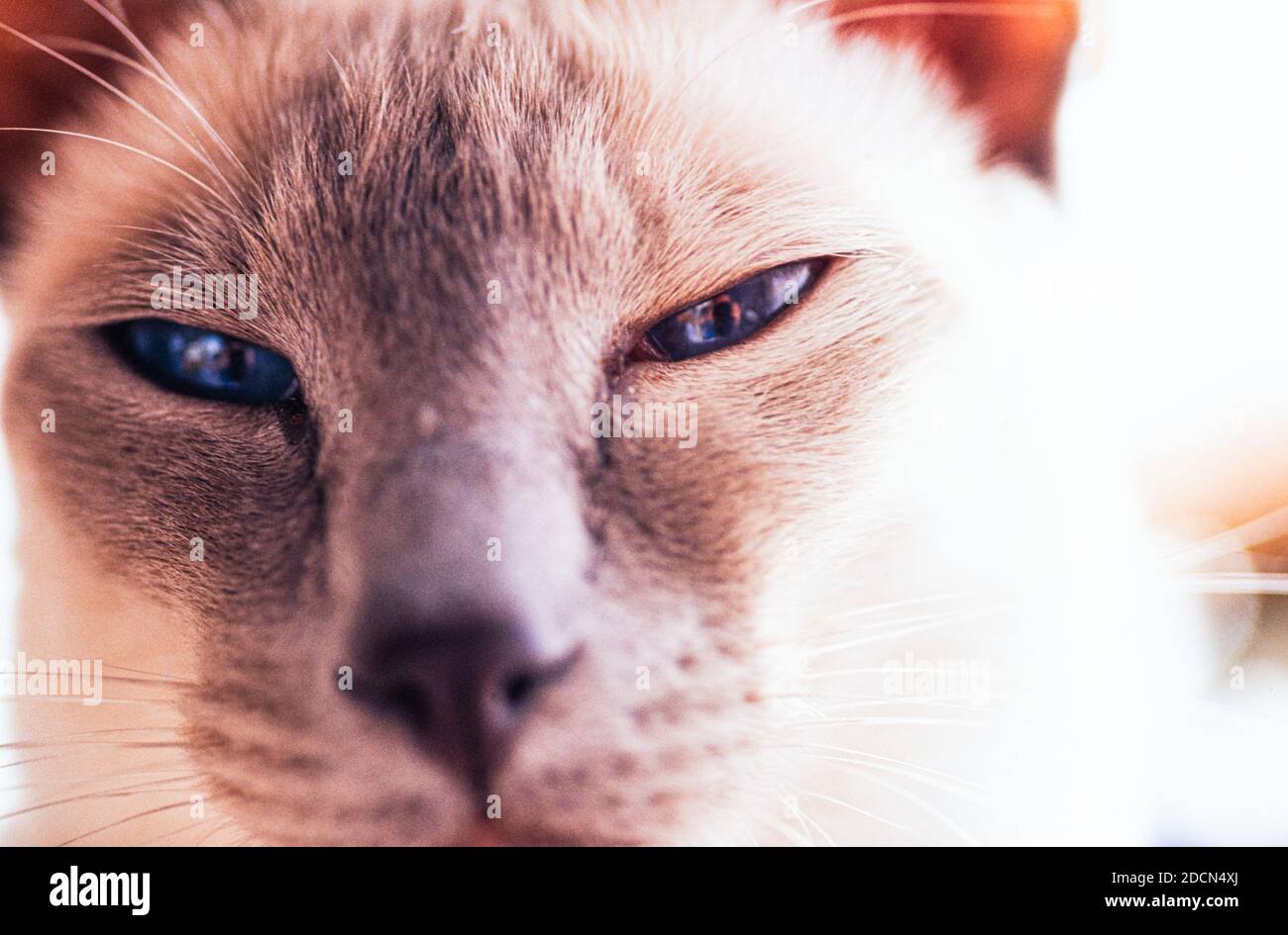 Siamese cats face hi-res stock photography and images - Alamy