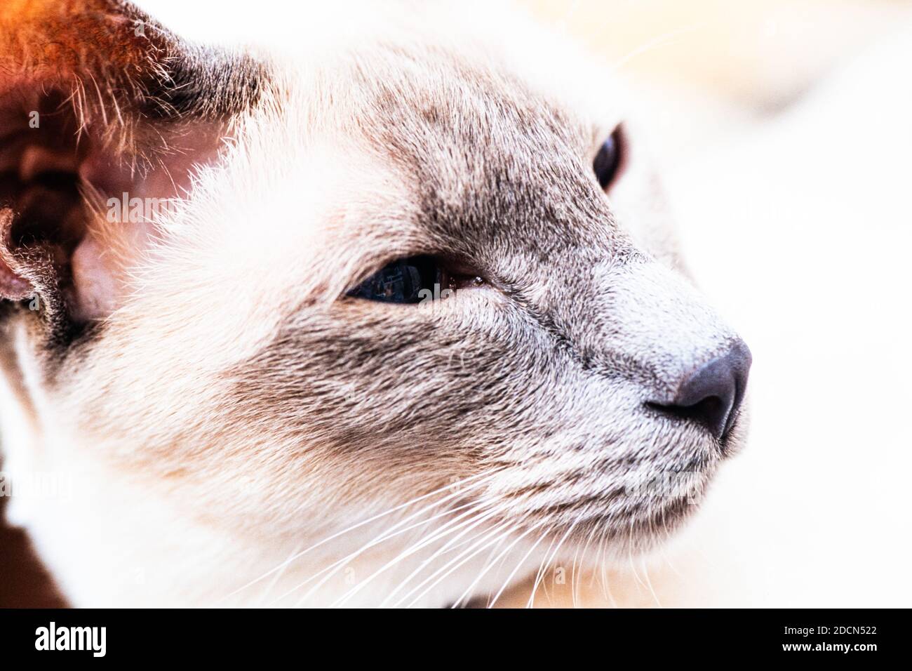 Siamese cats face hi-res stock photography and images - Alamy