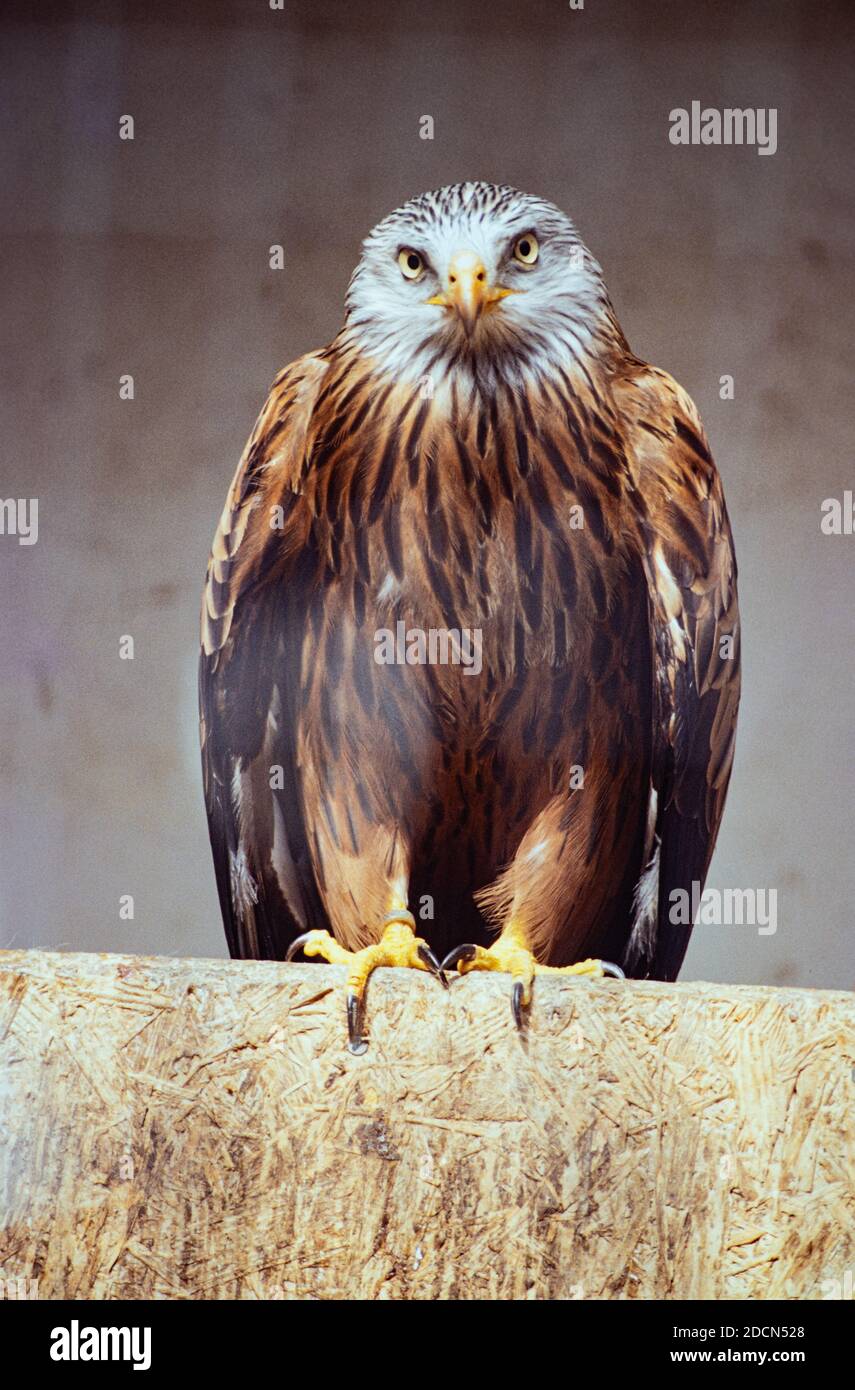 Red kite (Milvis Milvus) on a perch in captivity, UK Stock Photo - Alamy