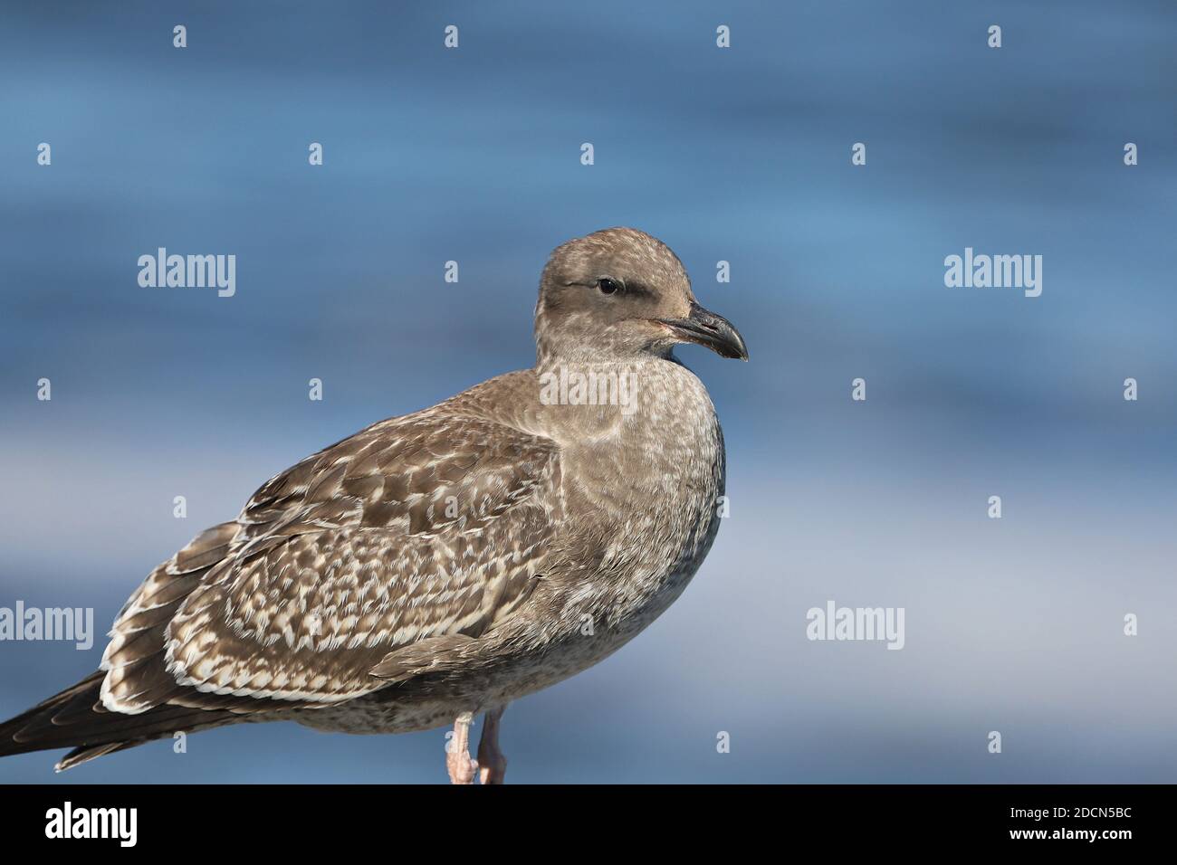 California Brown Seagull Stock Photo - Alamy