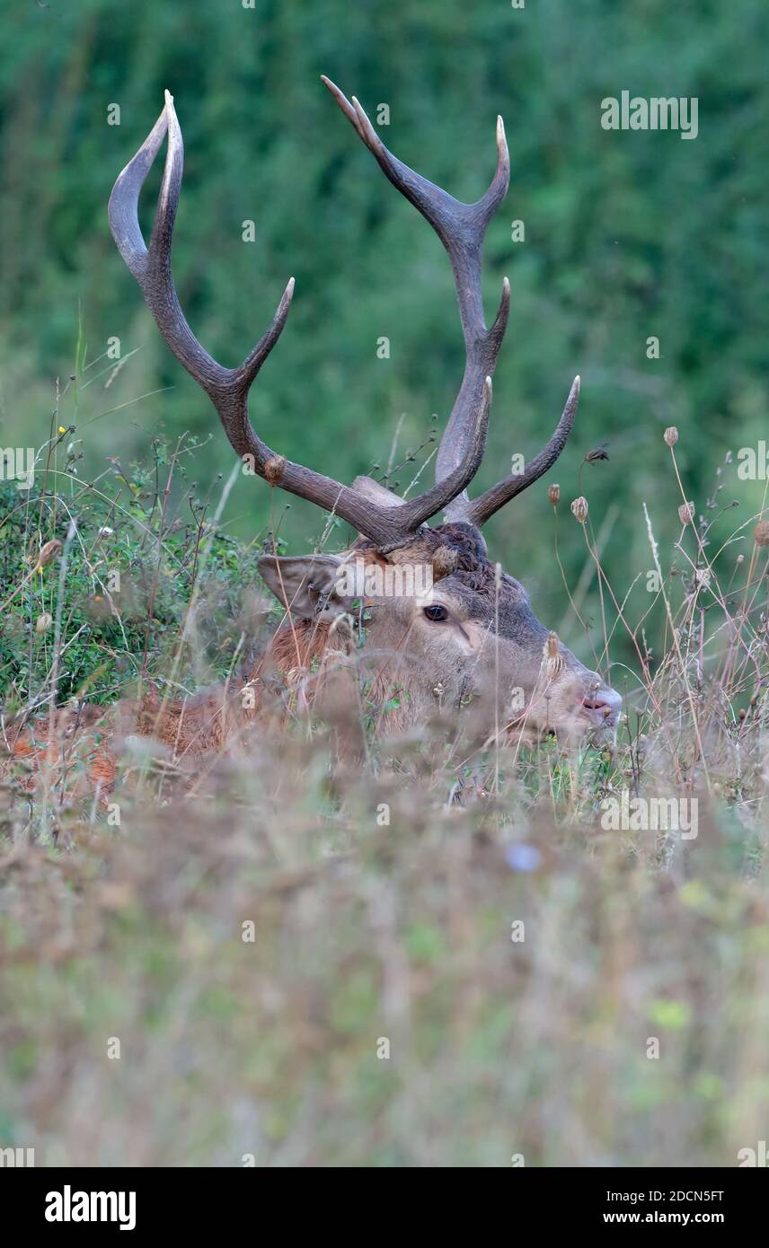 Red deer stag roar breath hi-res stock photography and images - Alamy