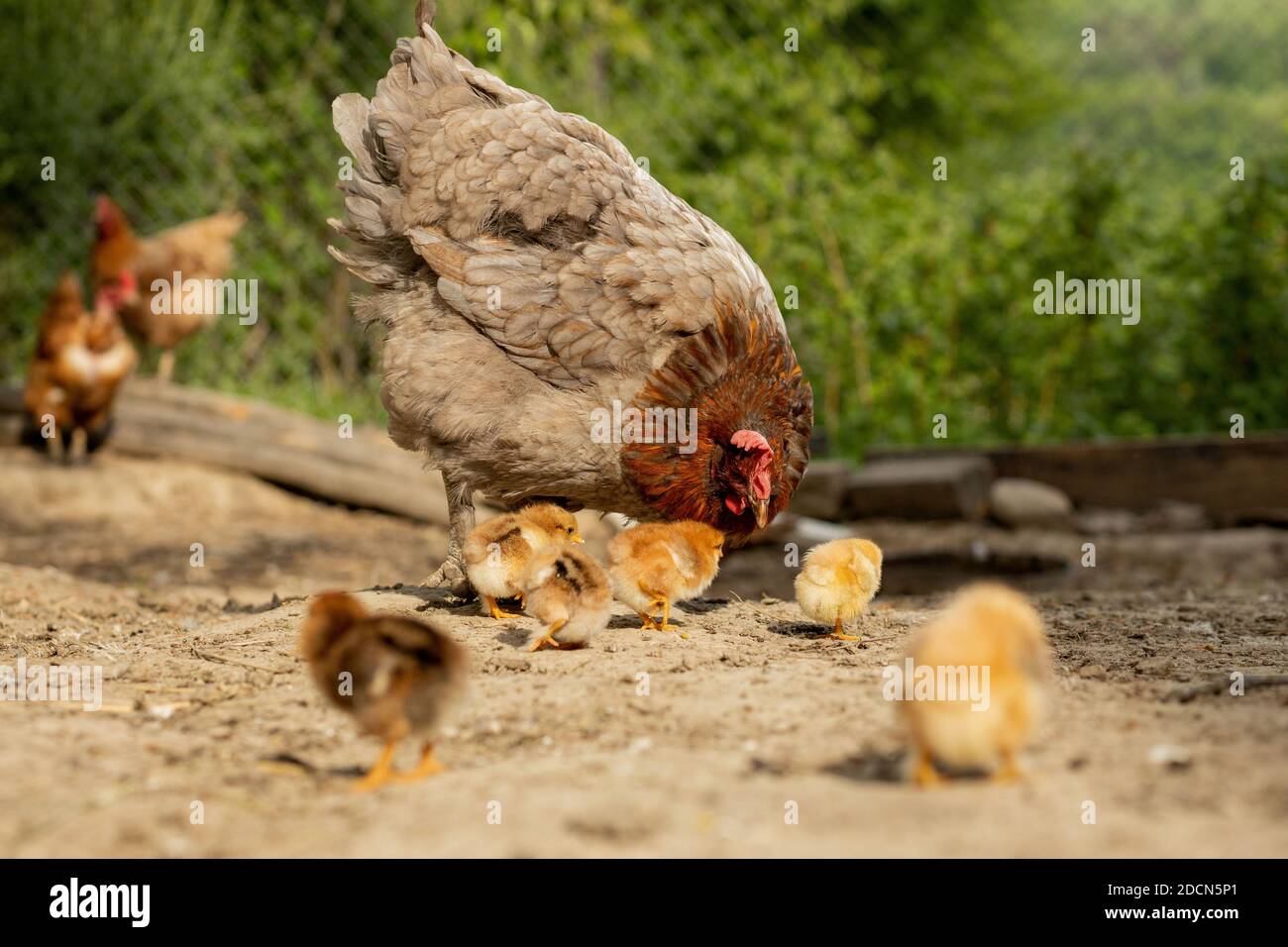 Closeup of a mother chicken with its baby chicks on the farm. Hen with ...