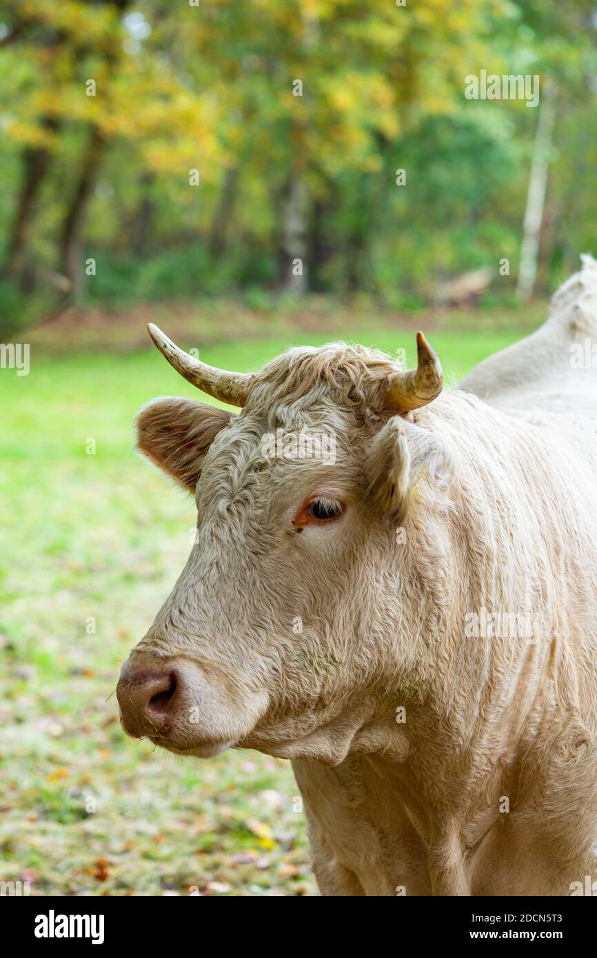 Vertical portrait of a Jersey cow in the field Stock Photo - Alamy