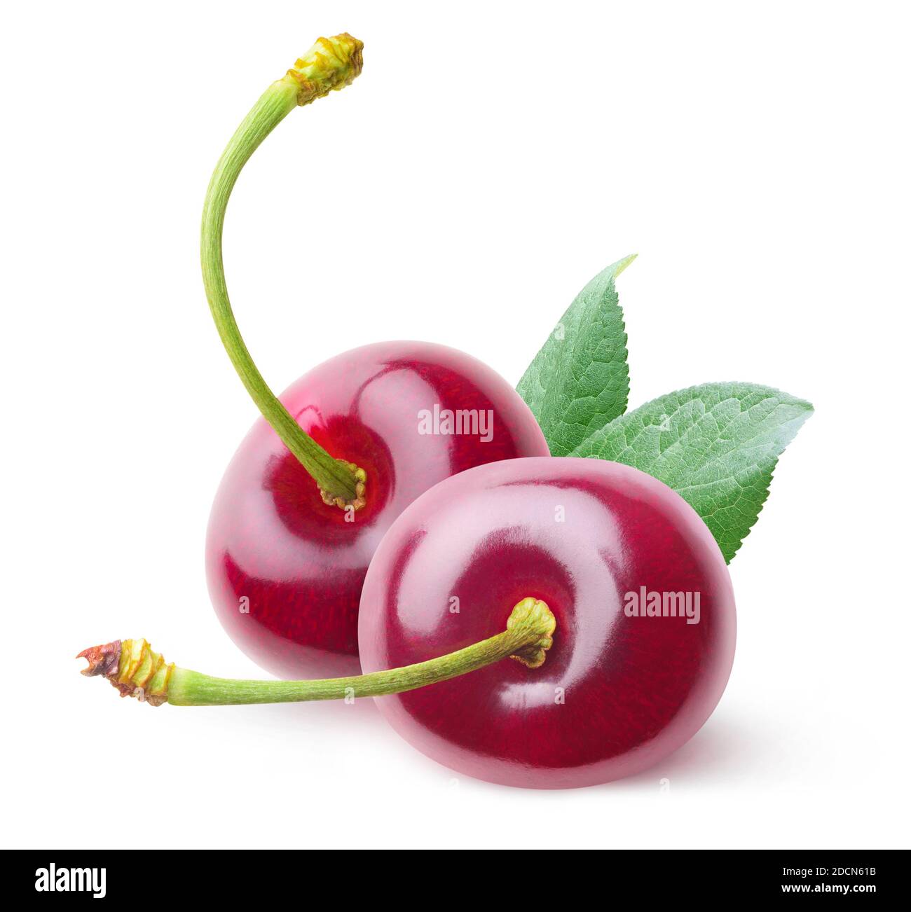 Isolated cherries. Two cherry fruits with curvy stems isolated on white ...