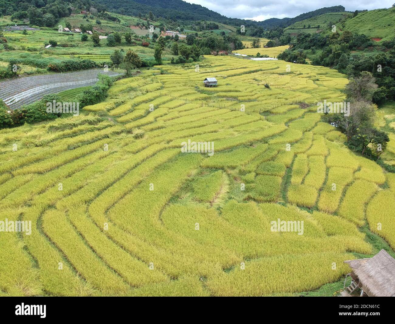 The bird eye view of rice terrace at Chom Thong District in Chiang Mai ...