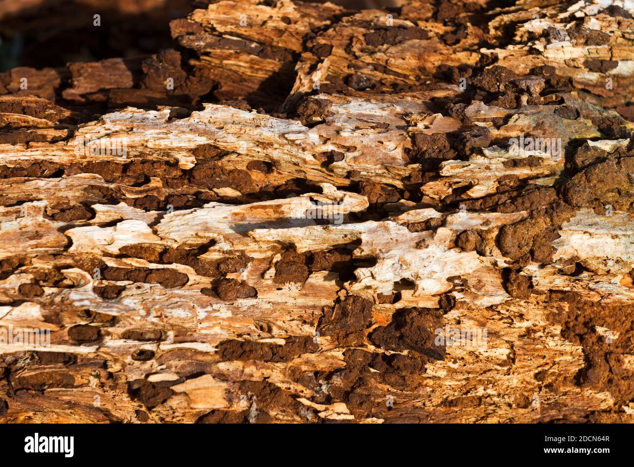 close up picture of a rotting tree trunk in Porlock Marshes, part of ...