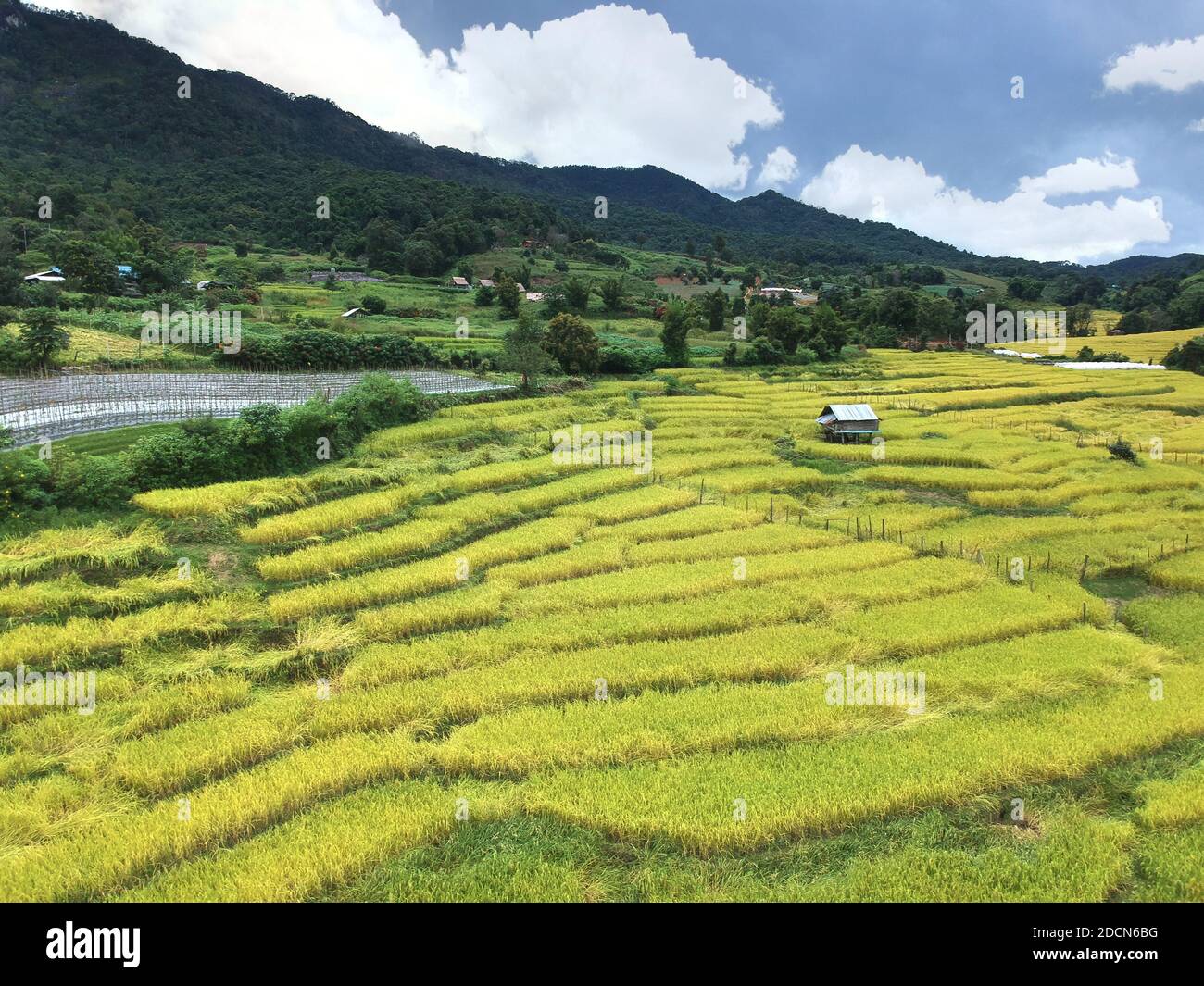 The bird eye view of rice terrace at Chom Thong District in Chiang Mai ...