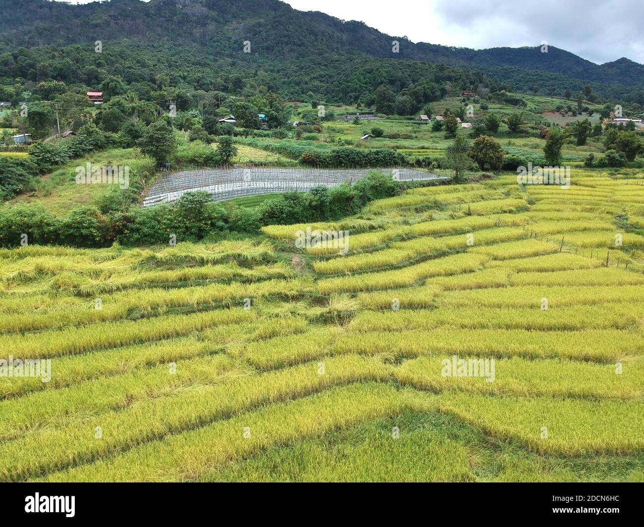 The bird eye view of rice terrace at Chom Thong District in Chiang Mai ...