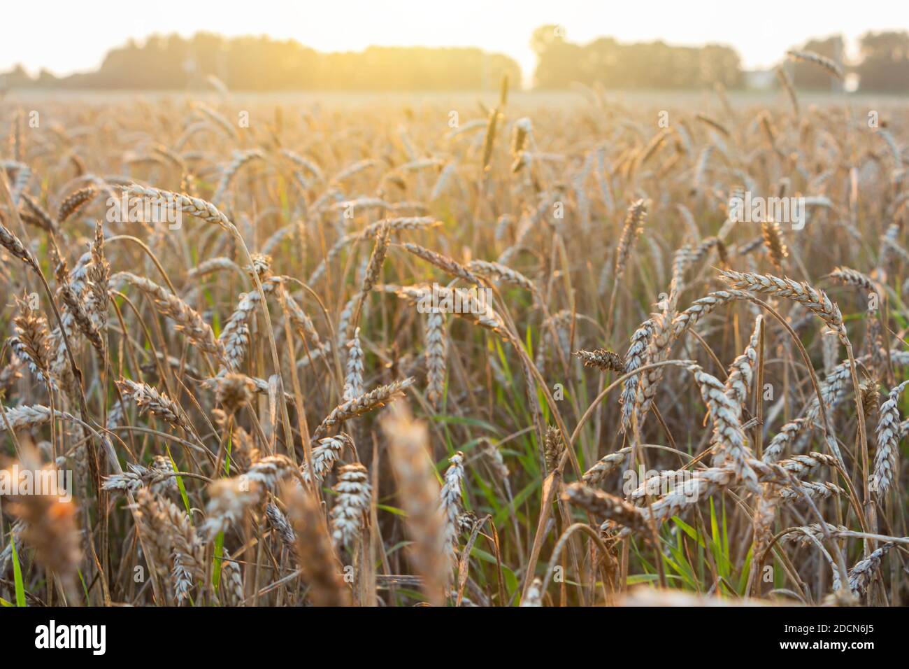 Wheat field. Ears of golden wheat close up. Beautiful Nature Sunset ...