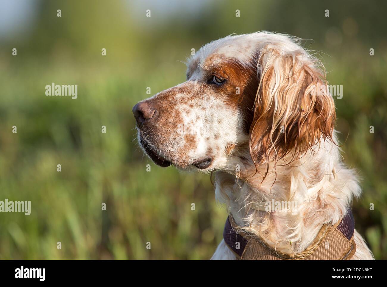 Profile portrait of an Orange Belton English Setter hunting dog wearing ...