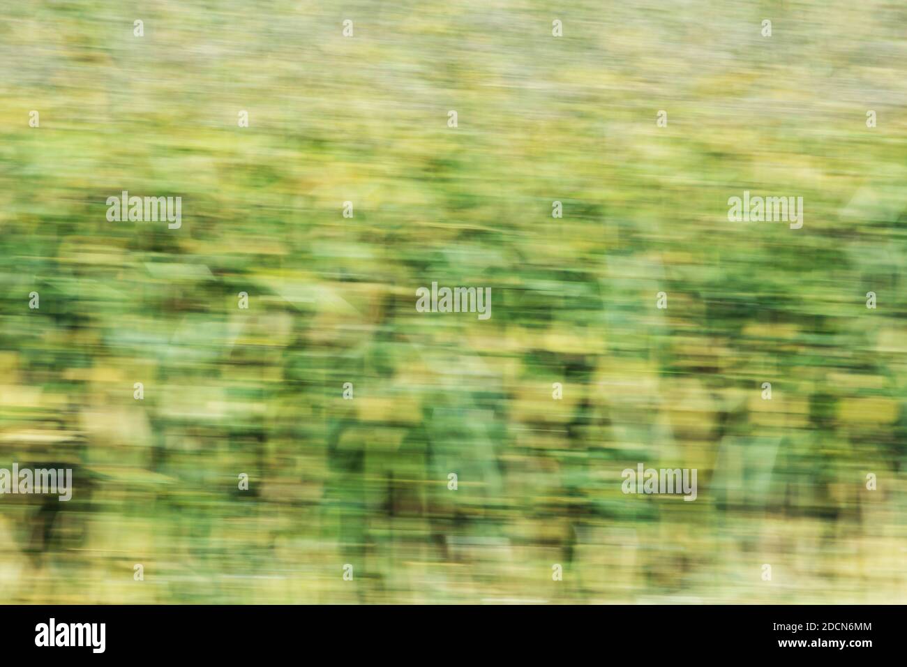 Sunny abstract green nature background, selective focus Stock Photo - Alamy