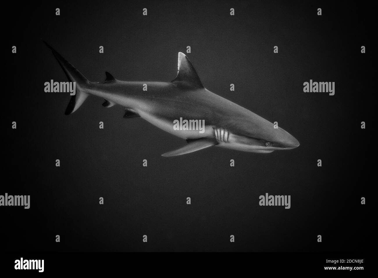 White Tipped Reef Shark in Monochrome with grain to give a menacing ...