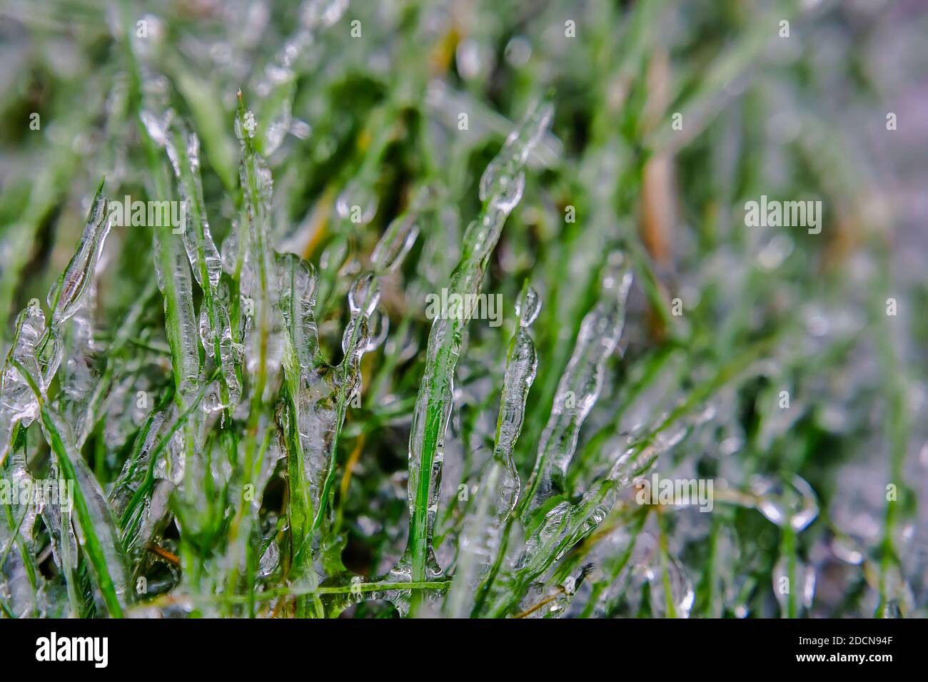 Ice crystals on the green grass after the freezing rain Stock Photo - Alamy
