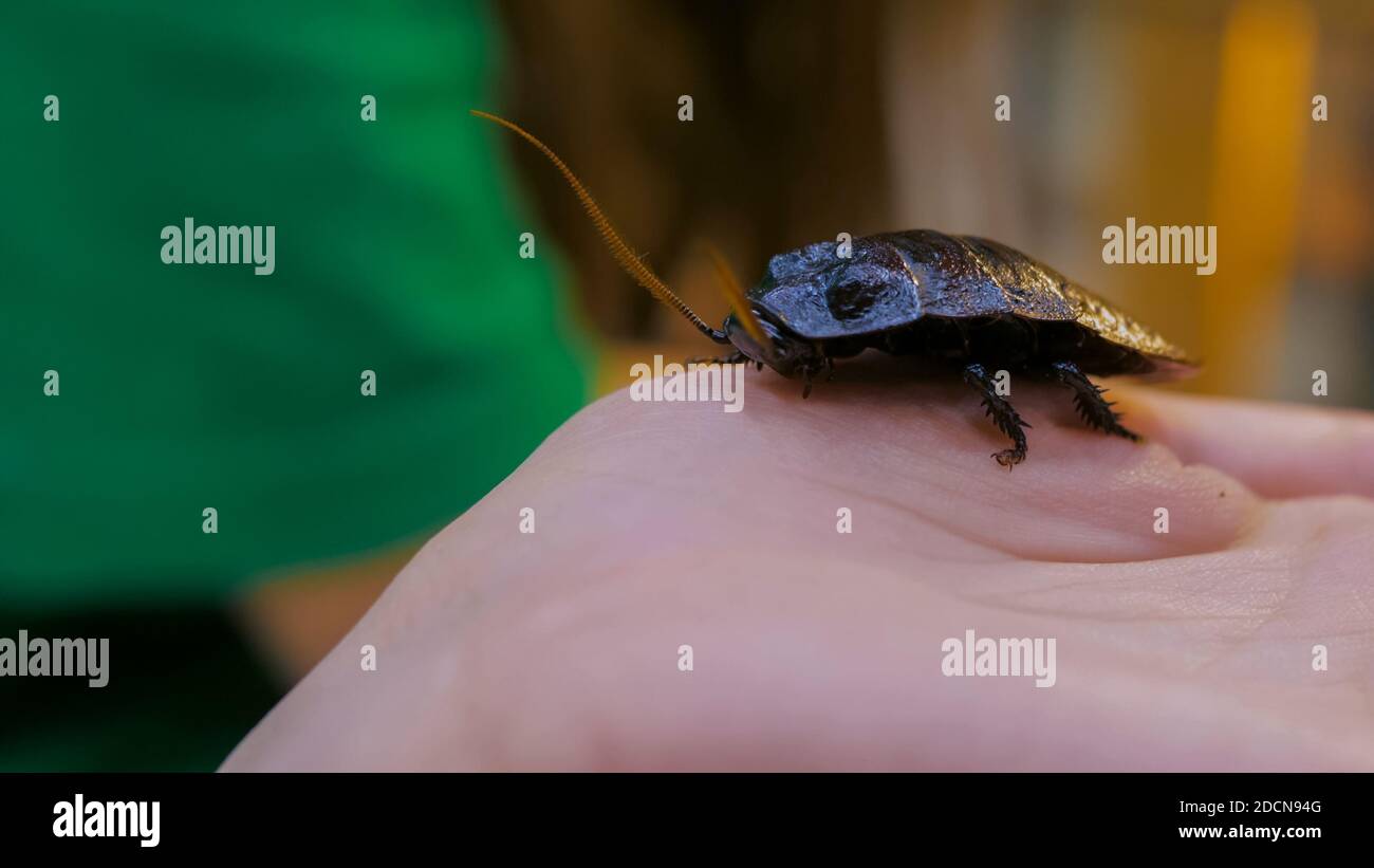 Large cockroach sitting on hand Stock Photo - Alamy