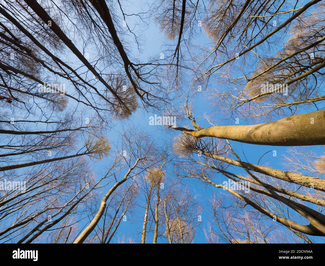 UK, England, Surrey, Forest radial pattern white down Stock Photo - Alamy