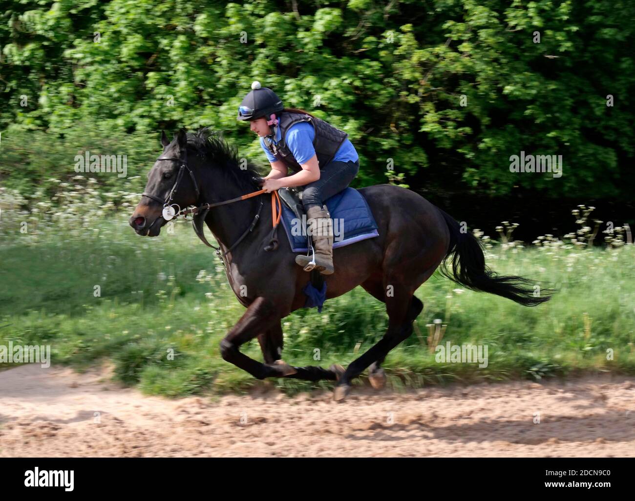 horse race training racehorse Stock Photo - Alamy