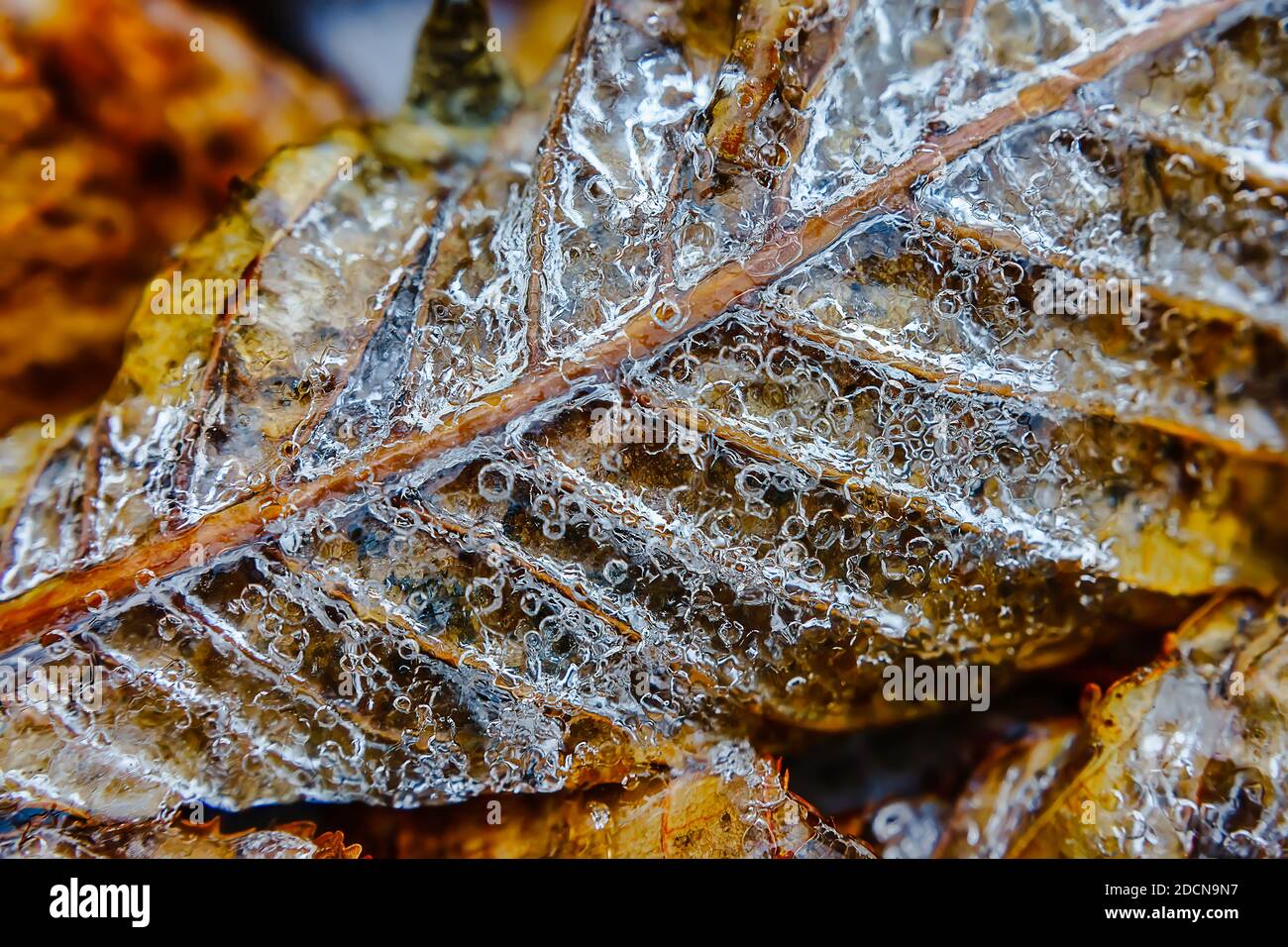Autumn leaf under the ice natural background Stock Photo - Alamy