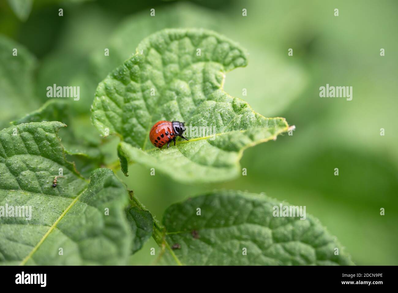 Insect damage hi-res stock photography and images - Alamy