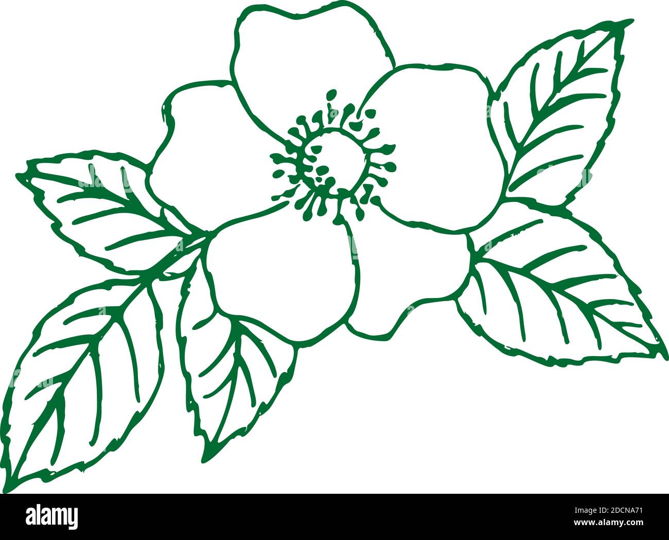 Draw flower hi-res stock photography and images - Alamy